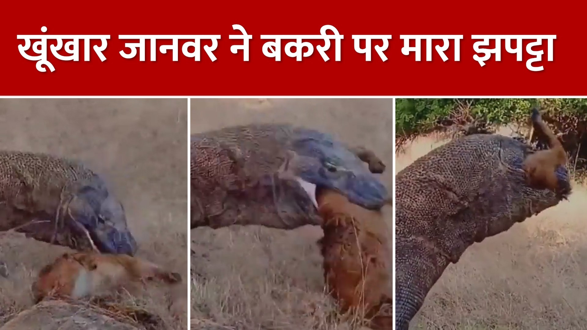 Dreaded animal swallowed goat alive video went viral | Viral Viral ...