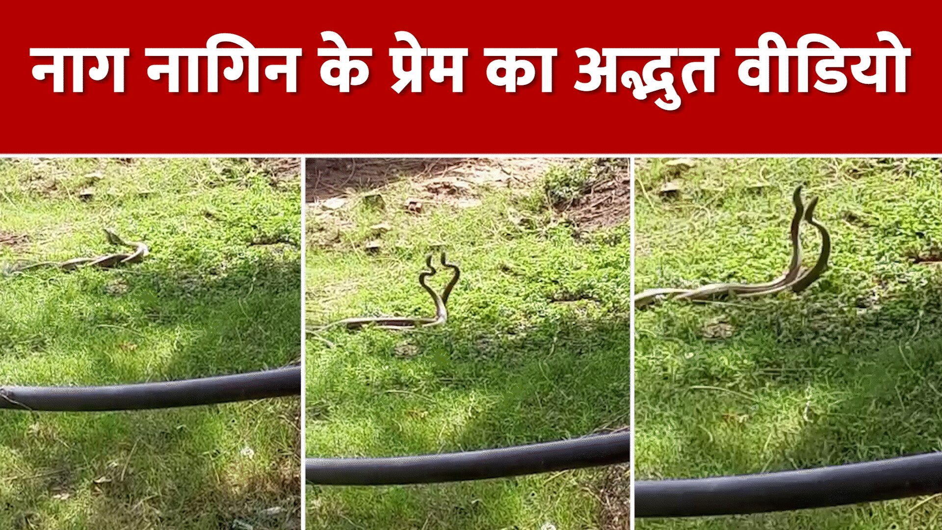 Nag Nagin Dance Video Viral in Rajasthan Rampur Snake Couple Romance | दुर्लभ नाग नागिन का सड़क ...