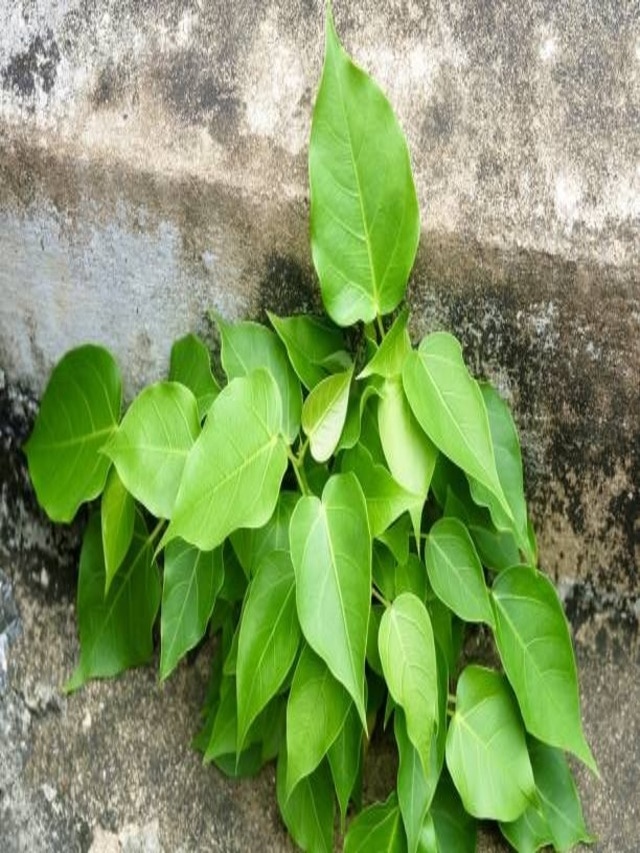 peepal tree grows in house do these astro and Vastu remedies to Remove ...