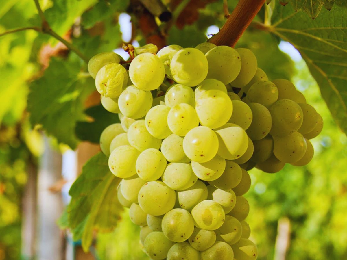 Green Grape Juice Drinking Benefits and Side Effects In Hindi angoor ke ...