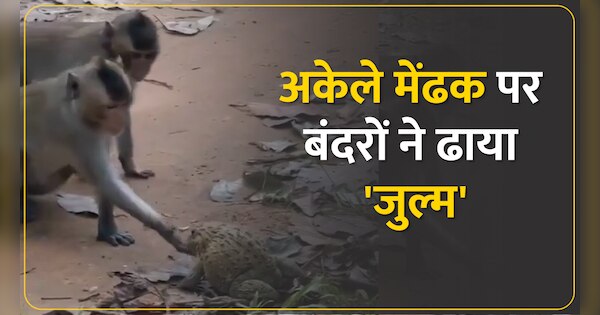 notorious monkeys harass frog crying funny video is going viral | बंदरों की टोली में जब जा फंसा ...