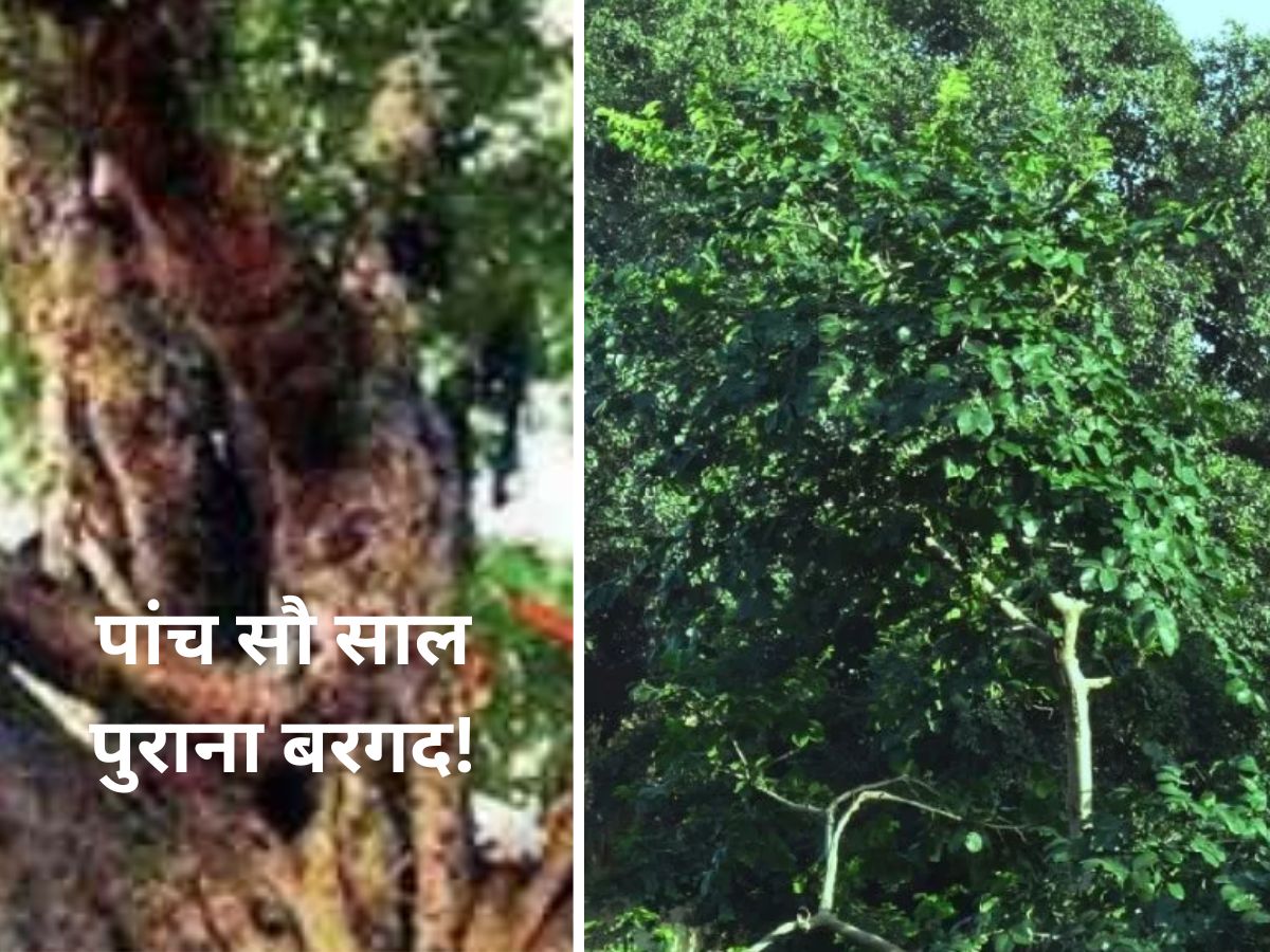 oldest banyan tree of the world 500 years old in bulandshahr | दुनिया ...