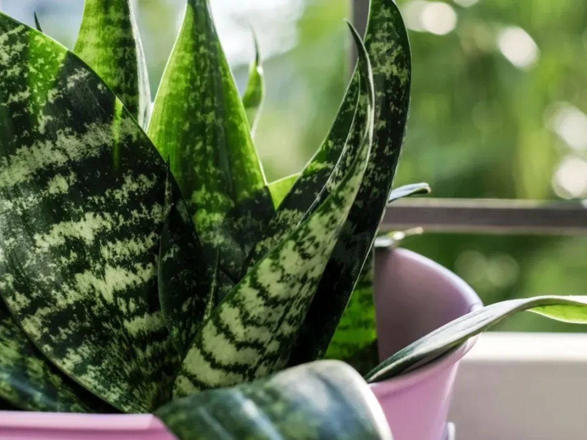 vastu tips for lucky plant bring these plant in home get maa lakshmi ...