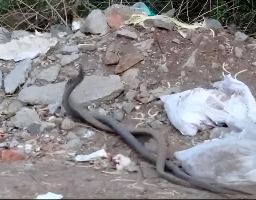 Snake Video getting lost in each other for half an hour king cobra ...