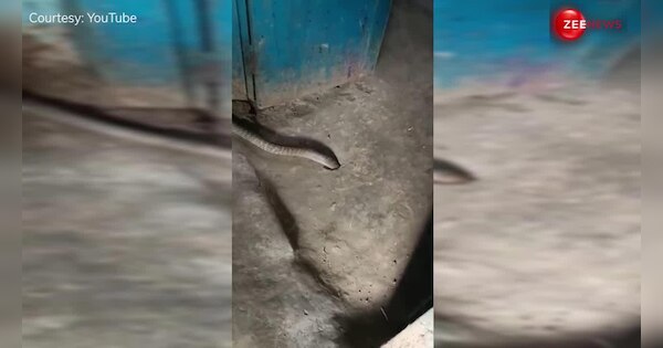 unbelievable cobra made pit between house legs will tremble after ...