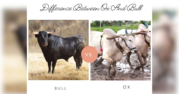 GK trending clear your confusion this is difference between Ox And Bull ...