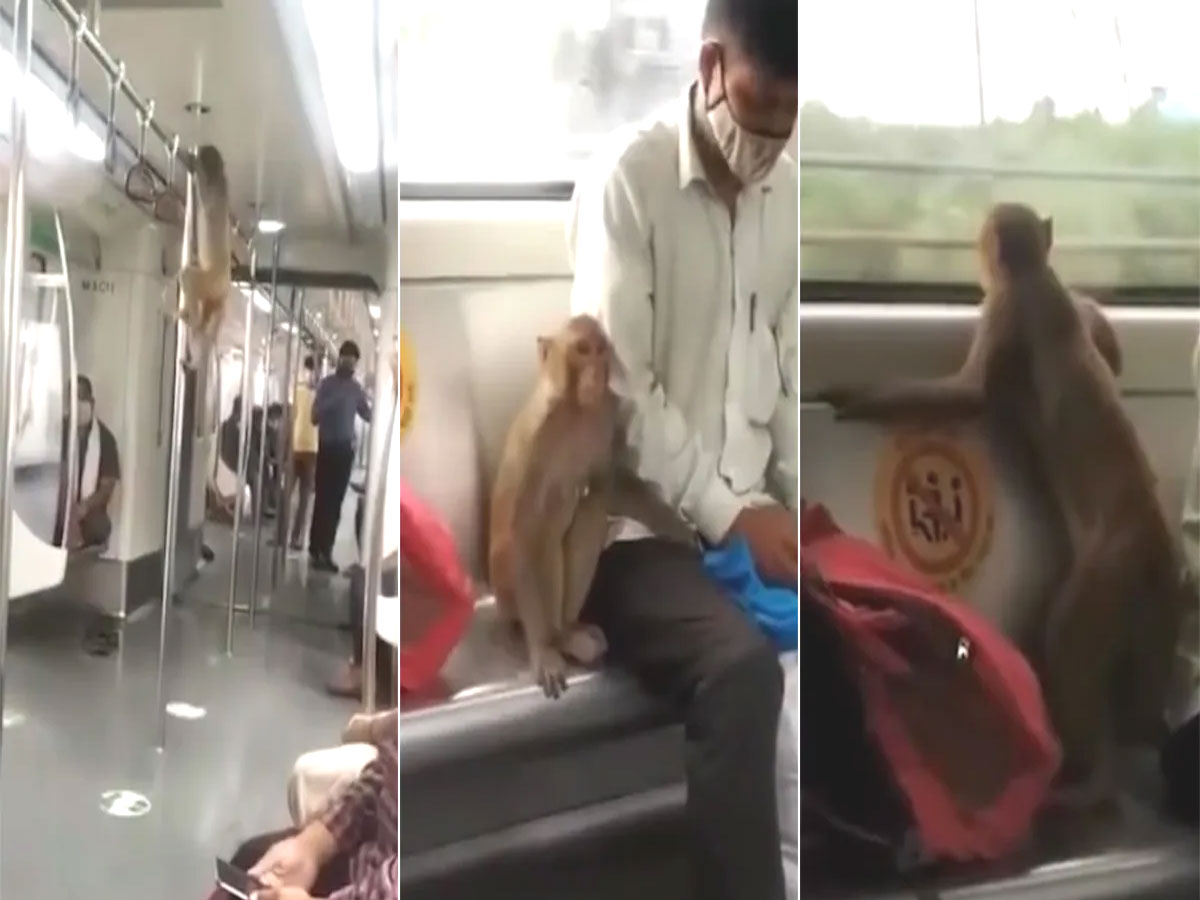 trending today monkey video in Delhi Metro viral in social media ...