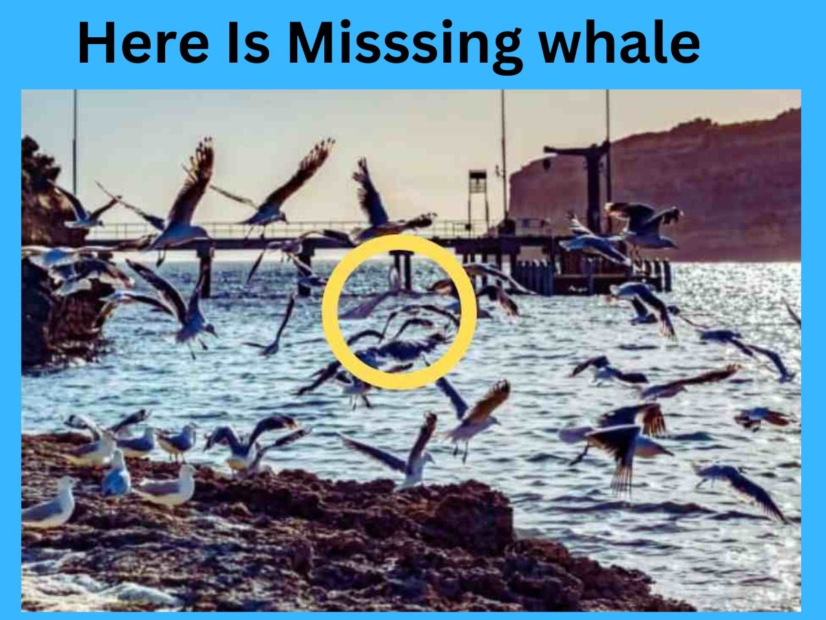 Optical Illusion with answers iq test trending whale where are hiding ...