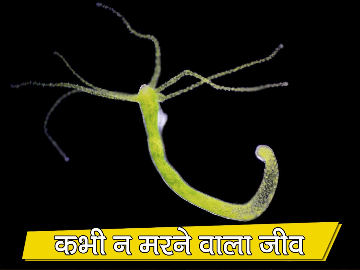 world immortal creature that never dies remains alive after being cut ...