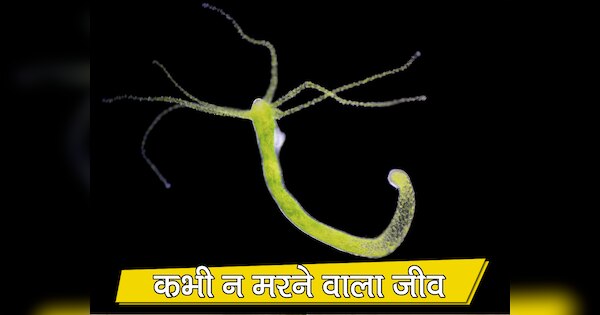world immortal creature that never dies remains alive after being cut ...