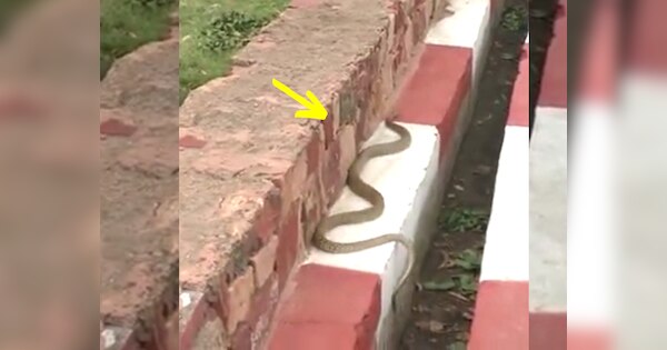 King Cobra 6 feet long snake reached SP office escaped like criminals ...