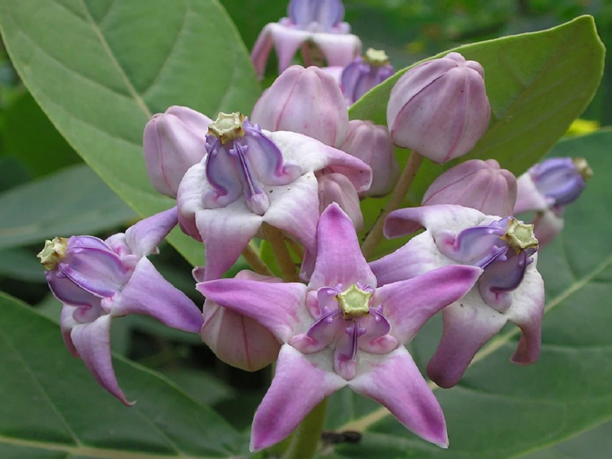 धन से घर भर देंगे आक के फूल के ये उपाय! तुरंत बरसती है कृपा | astro ...