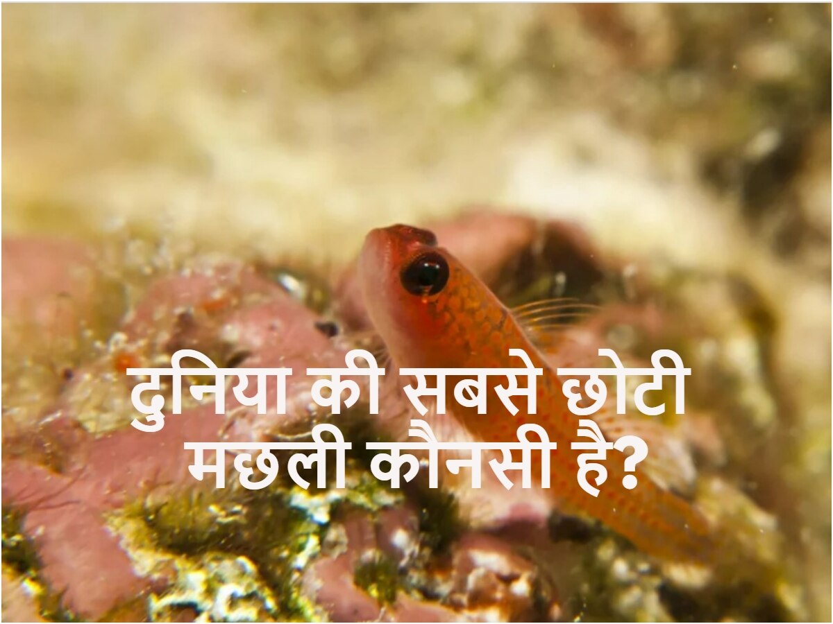 GK trending Quiz Which is the smallest fish in the world | Quiz: दुनिया की सबसे छोटी मछली कौनसी ...