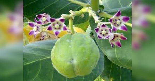 Aak Plant Upay: आक के पौधे से जुड़ा ये उपाय करने से घर में होगी धनवर्षा ...