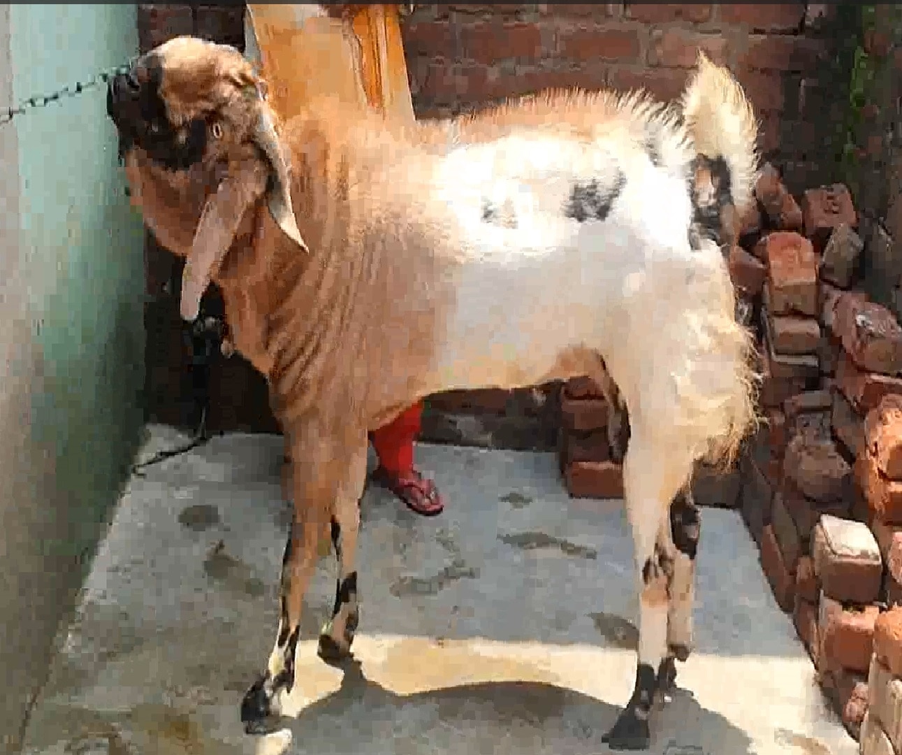 Bakrid 2023 date Goat brought up in Hindu house price will blow your mind special name in ...