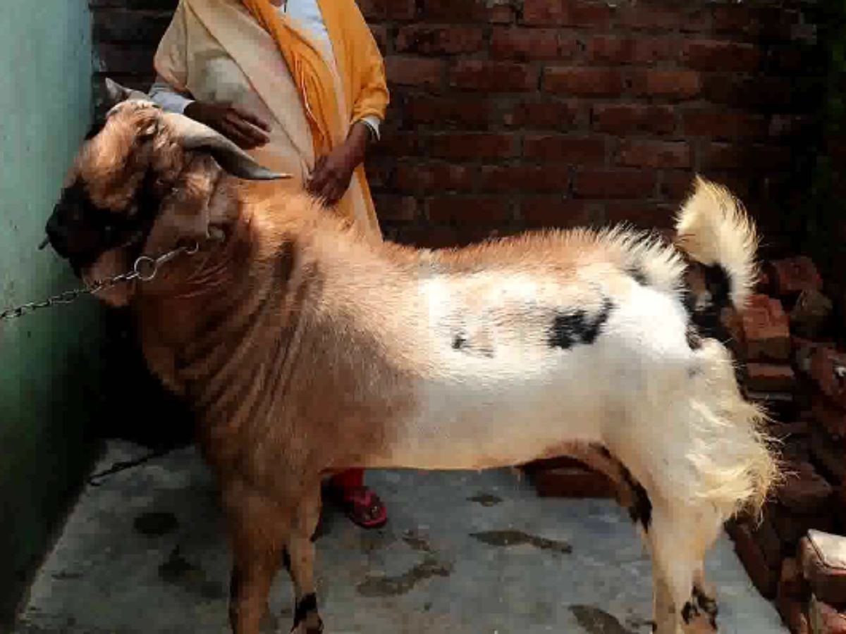 Bakrid named goat Allah Mohammad Price Eight Lakh Rupees for Eid Ul ...