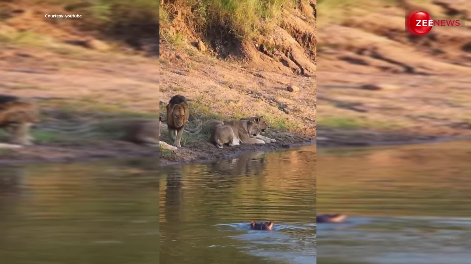 tigers ran in fear after seeing hippo | शेर डर गया ! हिप्पो के पानी के ...