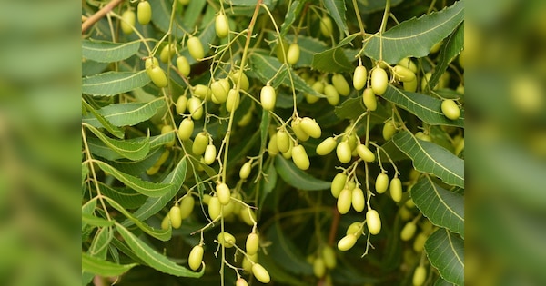 Neem ka pedh upay plant neem tree remove all problem vastu dosh ke upay ...