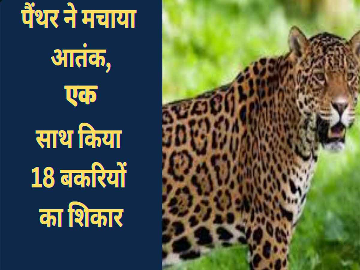 Rajasthan news Panther created terror in Sikar hunted 18 goats together ...