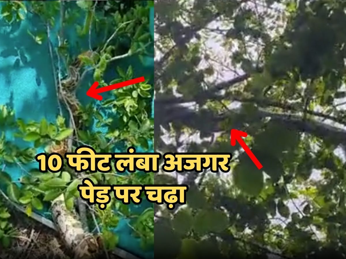 Rajasthan 10 feet long python climbed the tree caught it even before ...
