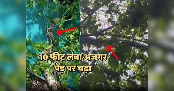 Rajasthan 10 feet long python climbed the tree caught it even before ...