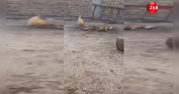 hen lip kissed the dog like malaika in middle of the road | बीच सड़क ...