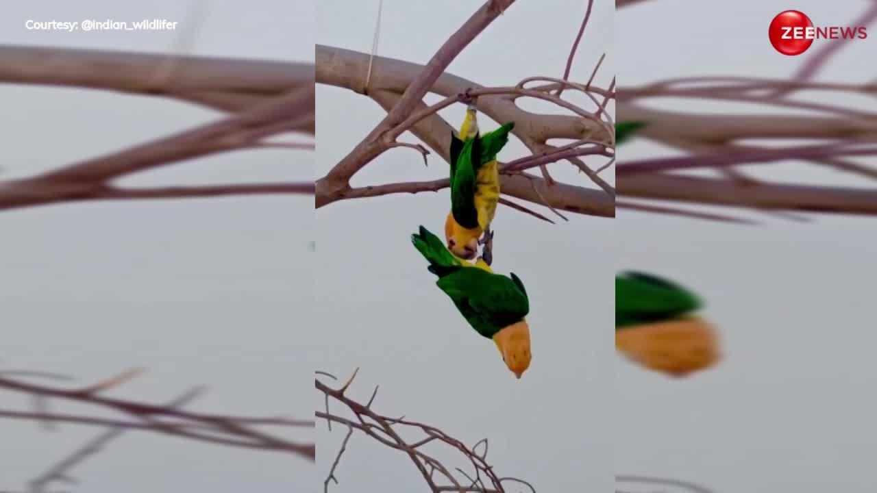 parrot couple saved from falling from tree funny animal video | Parrot ...