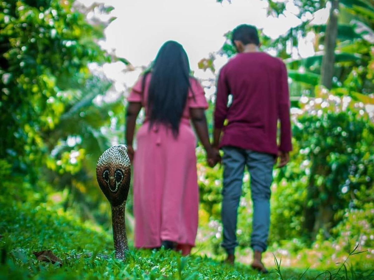 bride groom king cobra photoshoot in the garden photos viral | दूल्हा ...