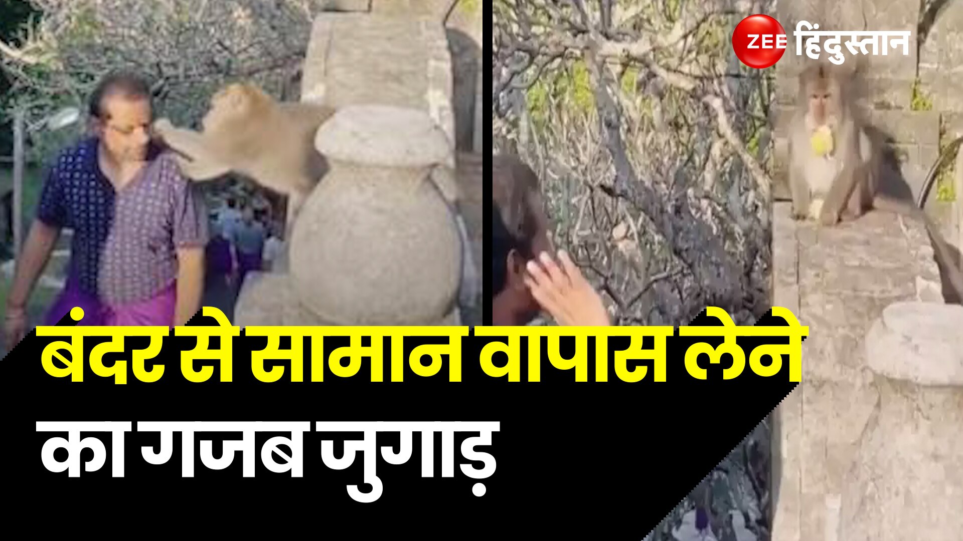 Monkey Viral Video If monkey snatches something then how to get it back ...