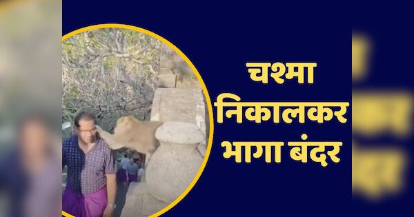 Viral Video Monkey ran away by taking out glasses from devotee eyes ...