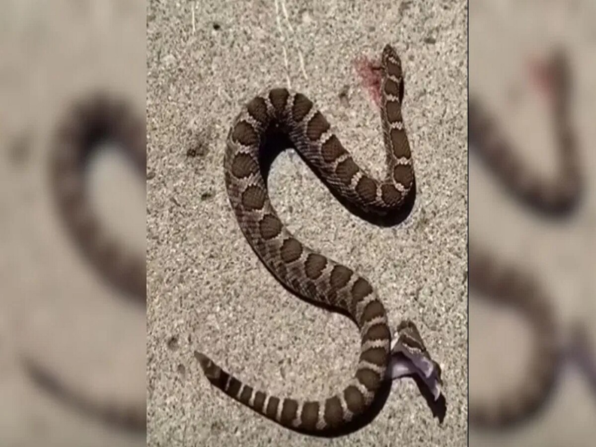 Shocking After cutting off the head, the snake started biting its own ...