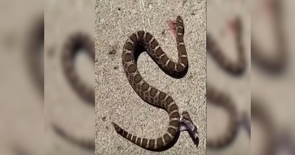 Shocking After cutting off the head, the snake started biting its own ...
