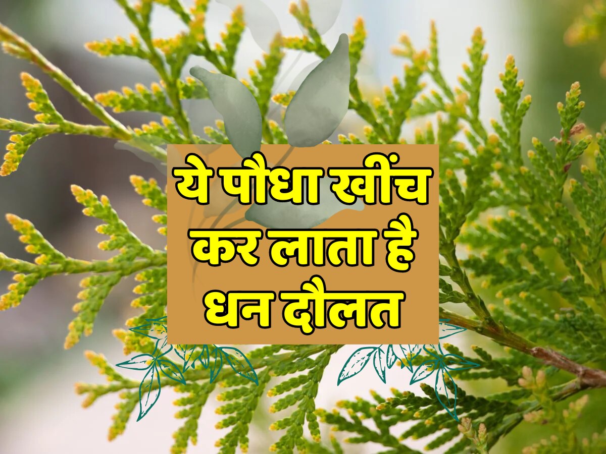 Astrlogy Tips morpankhi plant is very dear to Goddess Lakshmi ...
