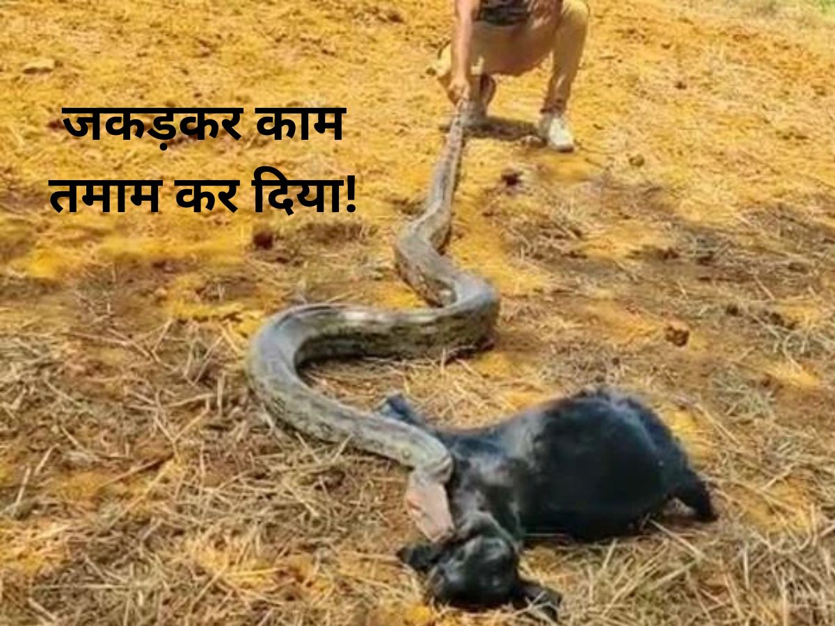 goat dies after python hold in shivpuri people shocked | अरे बाप रे ...