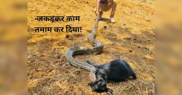 goat dies after python hold in shivpuri people shocked | अरे बाप रे ...