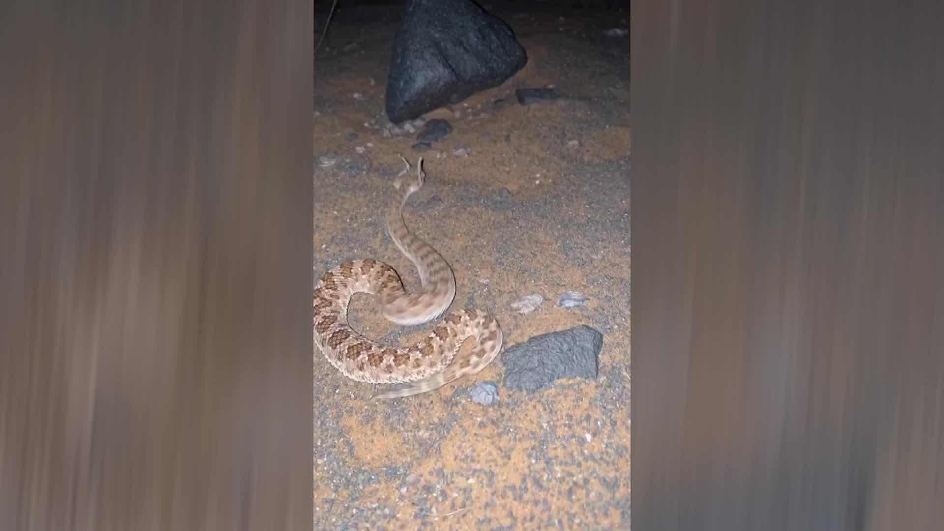 Cobra snake Two horned seen see shocked video sing wala cobra saanp ...