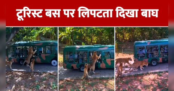 Dangerous Viral Video Giant tiger chases tourist bus during jungle ...