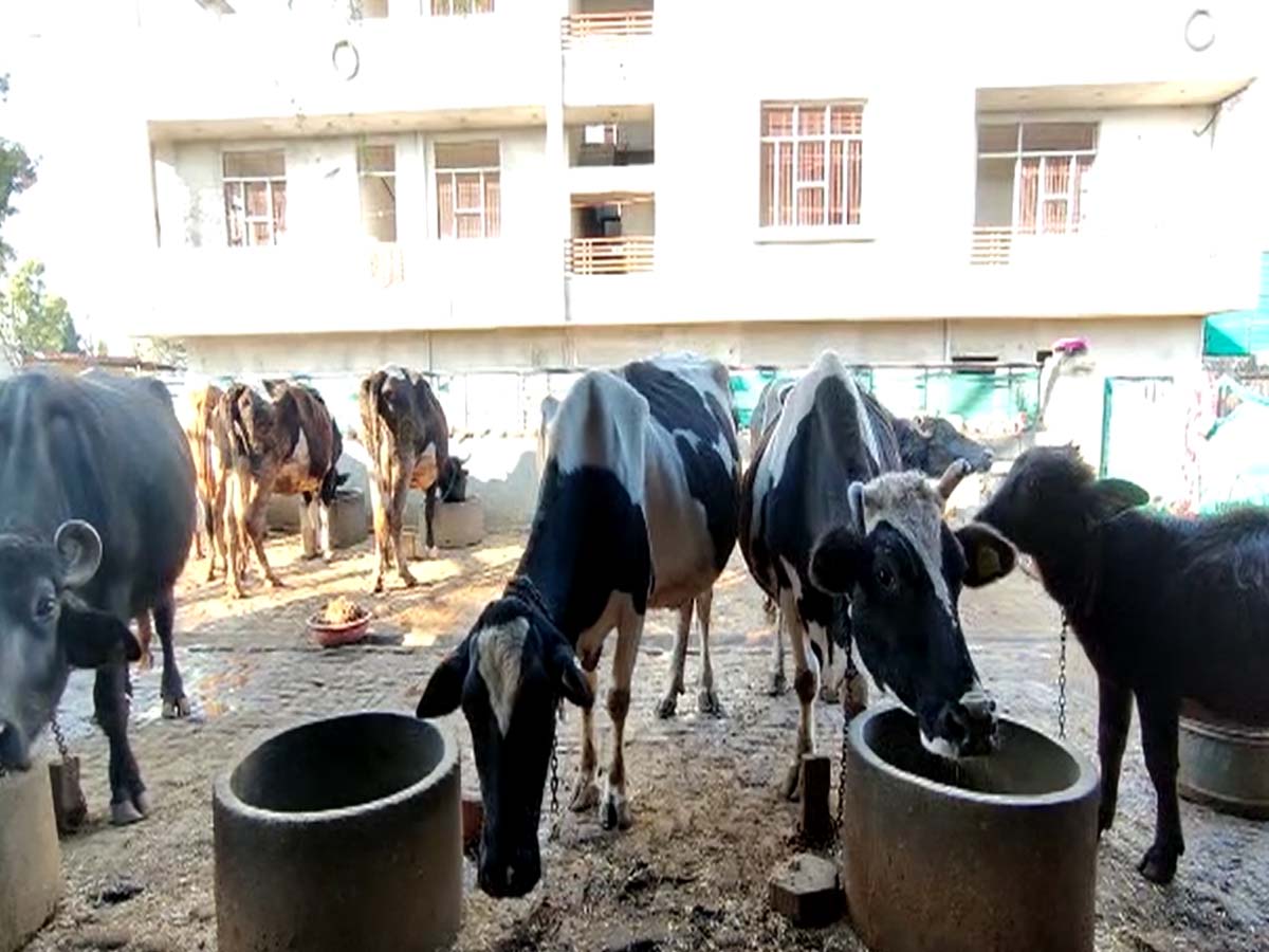 15 new animal husbandry offices will open in these new districts of ...