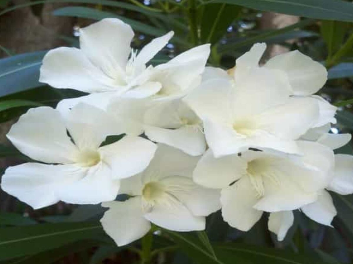 vastu tips these flowers brings happiness good luck maa lakshmi blessed ...