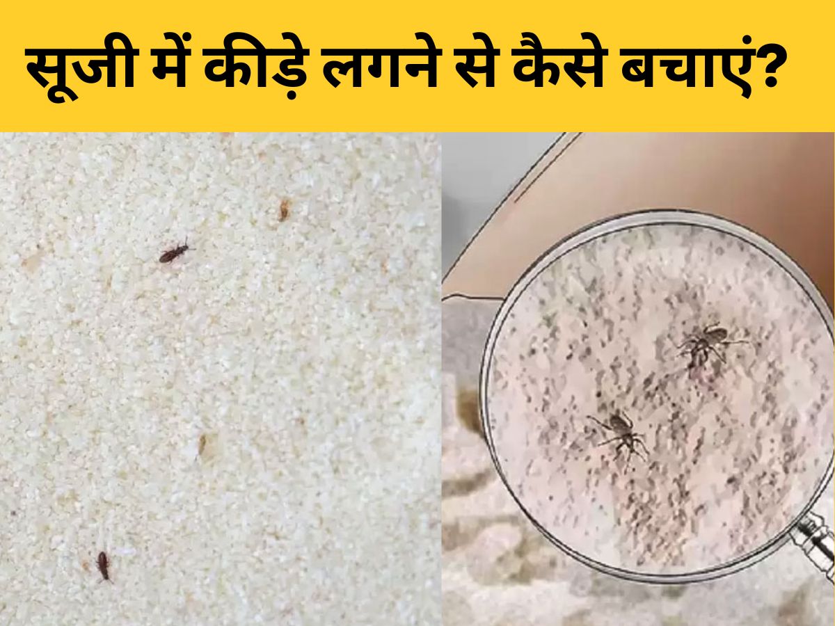 How To Store Sooji To Avoid Bugs in Semolina Keede Lagne Se kaise ...
