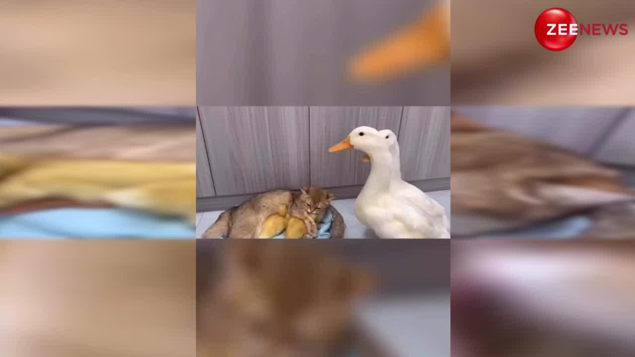 cat gave more than a thousand kisses to the duckling | बत्तख के बच्चे ...