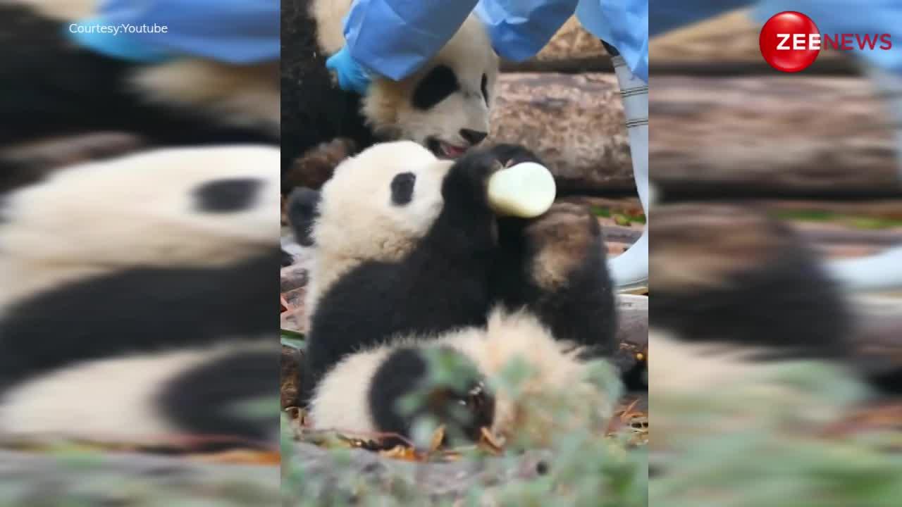 Panda was showing tantrums while drinking milk from the bottle | Panda ...
