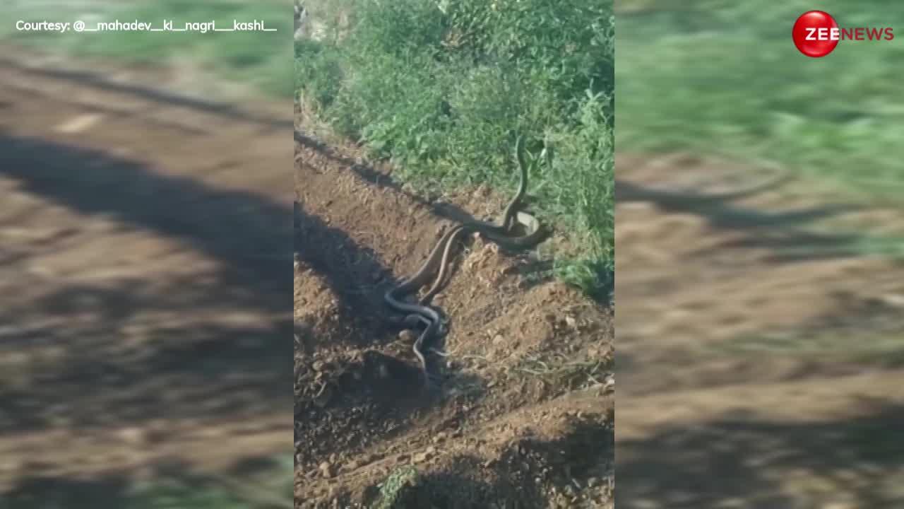 king cobra naag got romantic clinging with his naagin like hero heroine ...