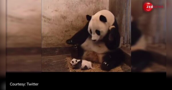 baby panda sneezing badly his panda mother jumped out of fear | Panda ...