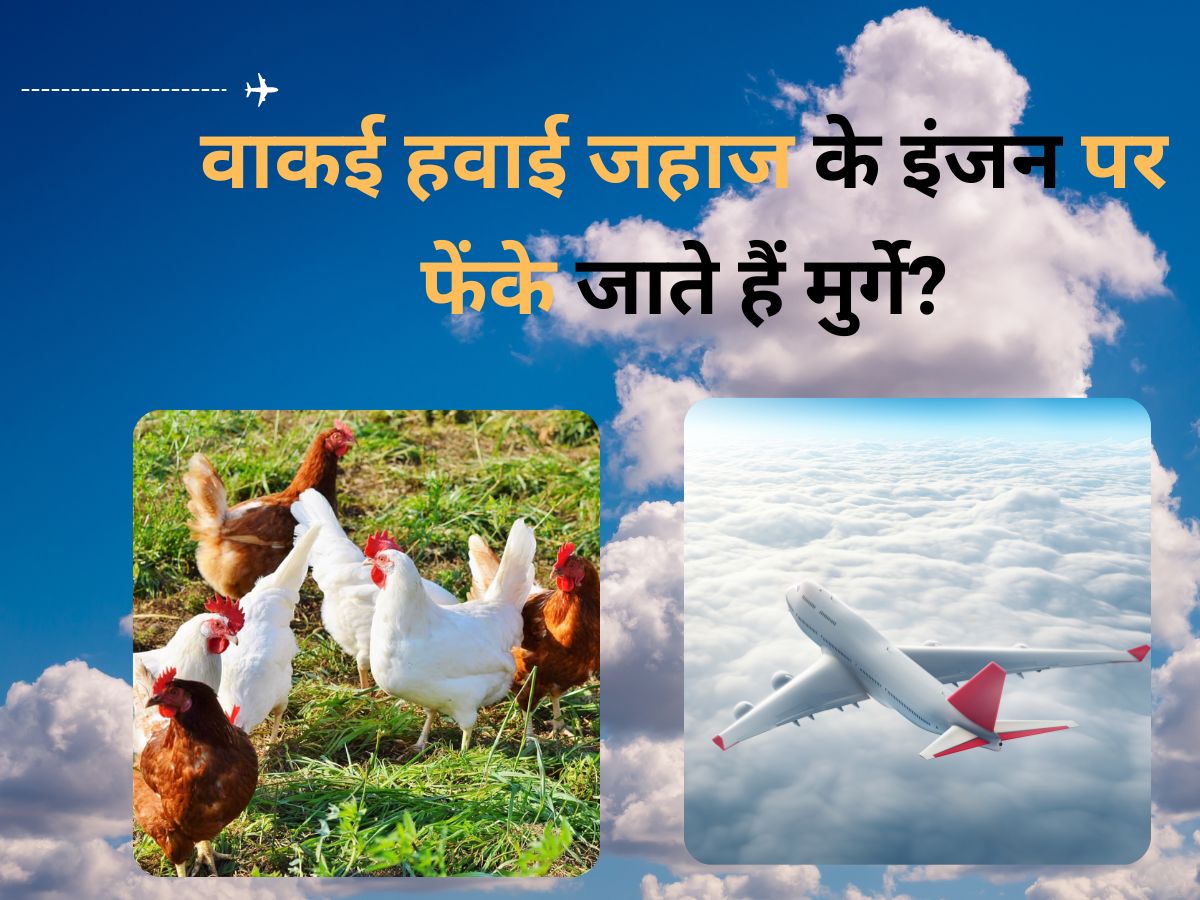 Gk Trending on social media Airplane engines tested chickens thrown at ...