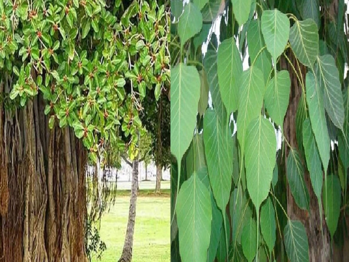 World Environment Day Peepal and bargad are best friends of environment ...