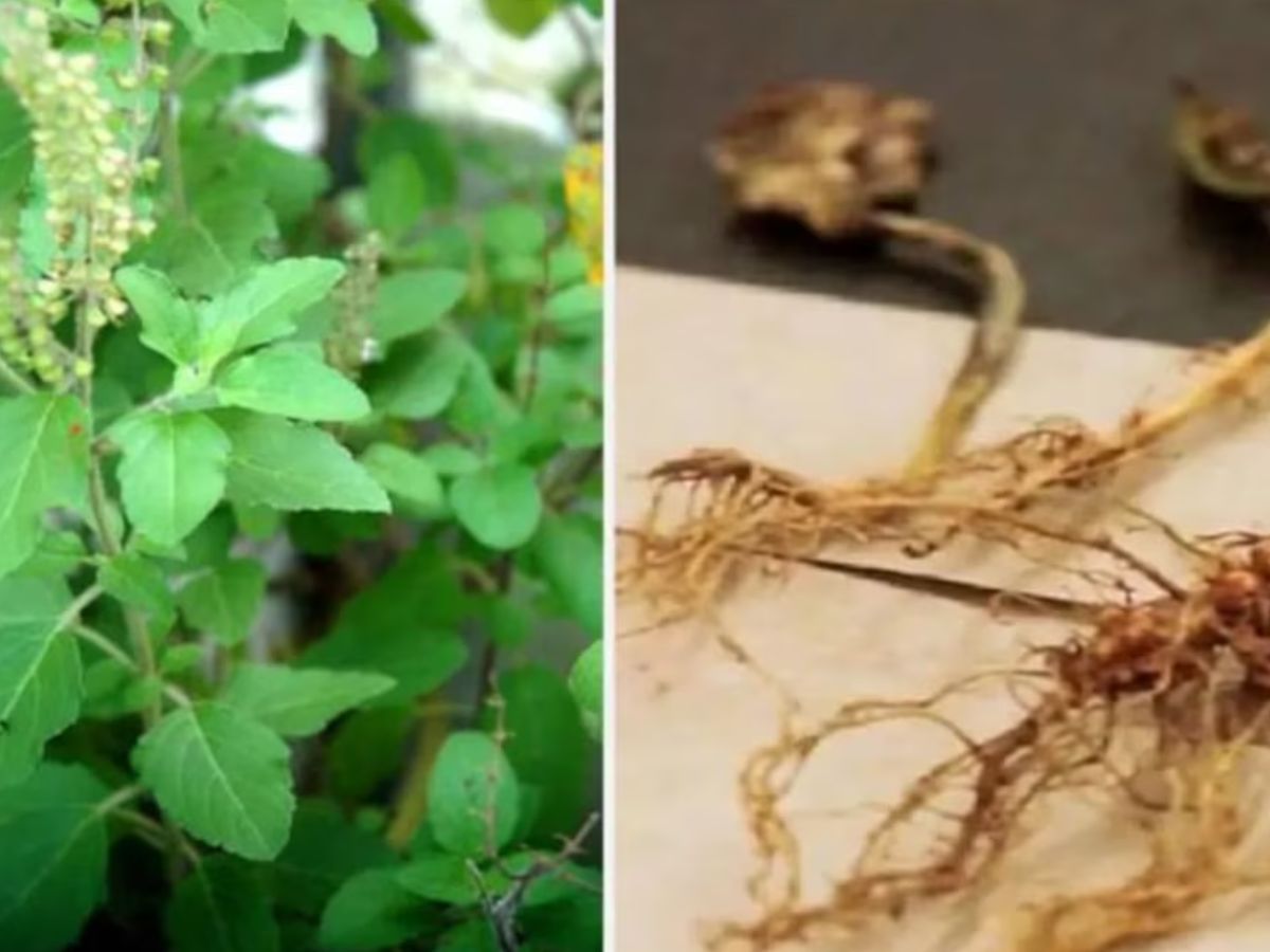 tulsi upay do these remedies of tulsi root maa lakshmi blessed you get ...