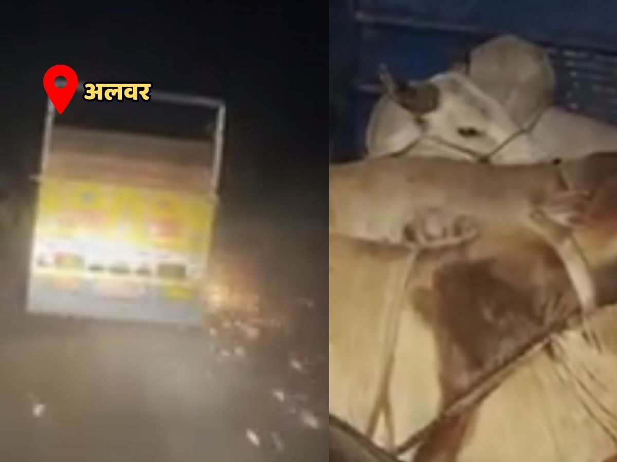 Alwar News Police and cow smugglers face off in Tijara | Alwar News : पुलिस और गौ तस्करों का ...