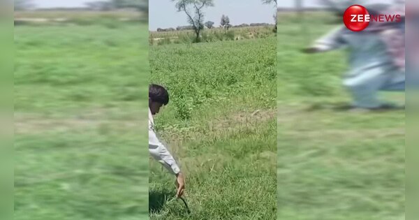 dangerous cobara attack Tau started jumping with the cobra in his hand ...