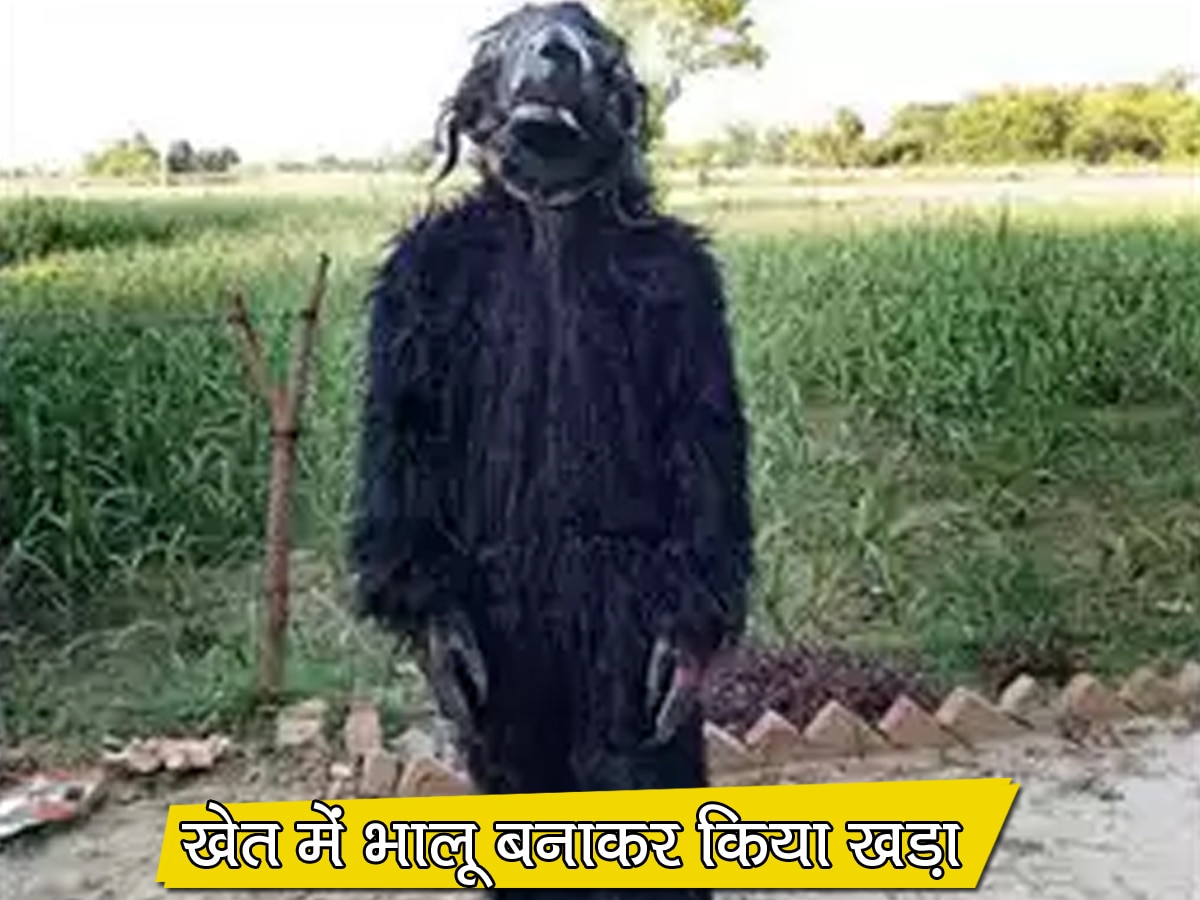 Desi Jugaad farmer desi jugaad works brought a terrible bear to drive ...